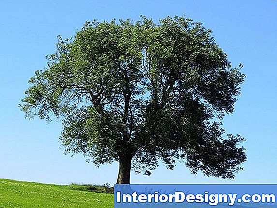 Garten: Common Oak Tree Krankheiten - 2023 | Interior-Designy.com Garten: Common Oak Tree Krankheiten - 2023 | Interior-Designy.com
