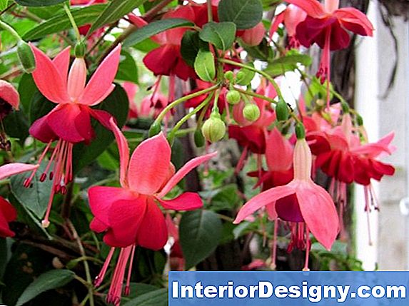 Garten: Wie Man Fuchsien In Einem Unbeheizten Gewächshaus Überwintert ...
