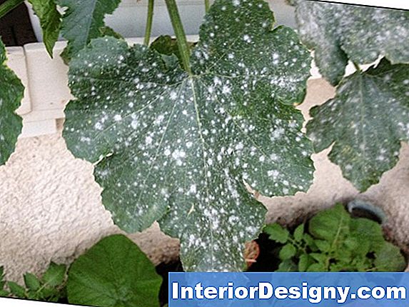 Jardin: Comment Se Débarrasser Des Pucerons Et Des Mouches Blanches Sur ...