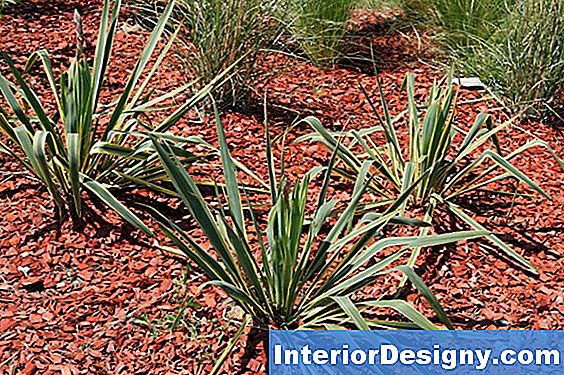 Jardin: Comment Tester Le Ph Du Sol De Jardin À L'Aide De Papier Ph ...