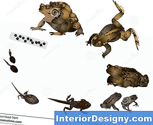 Jardin: Cycle De Vie D'Un Cactus Golden Barrel - 2026 | Fr.Interior ...