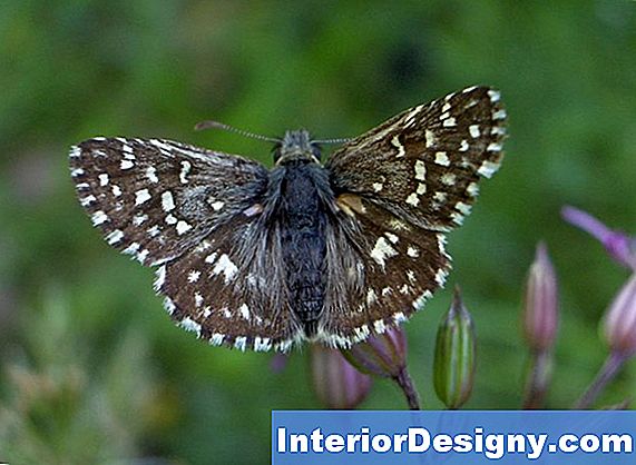 Giardino: Butterfly Bush Pests E Come Sbarazzarsi Di Loro - 2026 | It ...