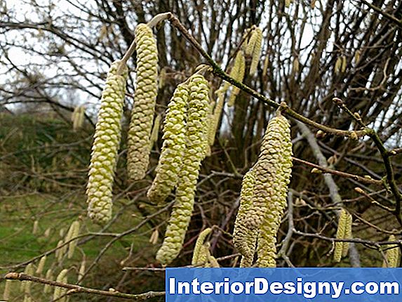 Tuin: Wanneer Hazelnoten Oogsten - 2025 | Nl.Interior-Designy.com