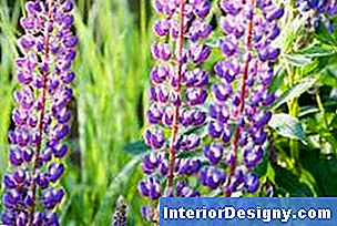 Jardin: Bugs Sur Le Lupin - 2026 | Fr.Interior-Designy.com