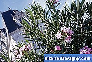 Giardino: Quanto È Tossico L'Oleandro Per Gli Umani? - 2026 | It ...